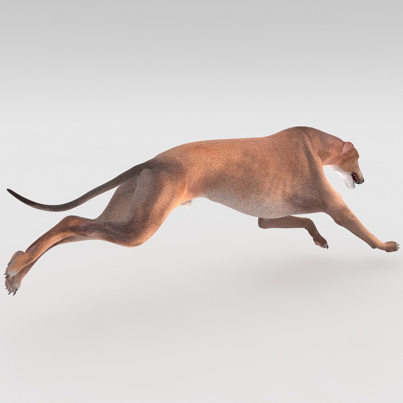 australian greyhound pose 3 3d model