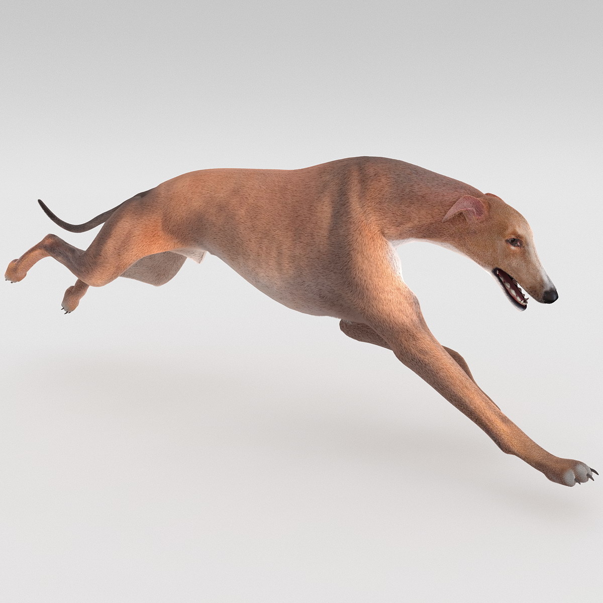 australian greyhound pose 3 3d model