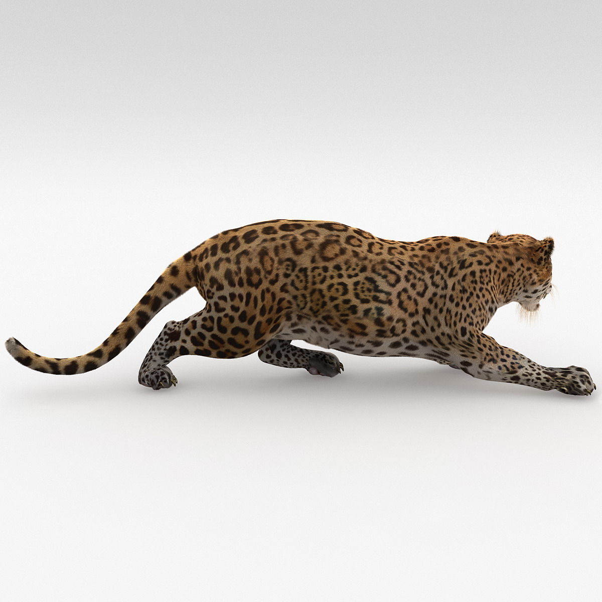 modèle 3D de Jaguar Pose 3 Fur - TurboSquid 804199
