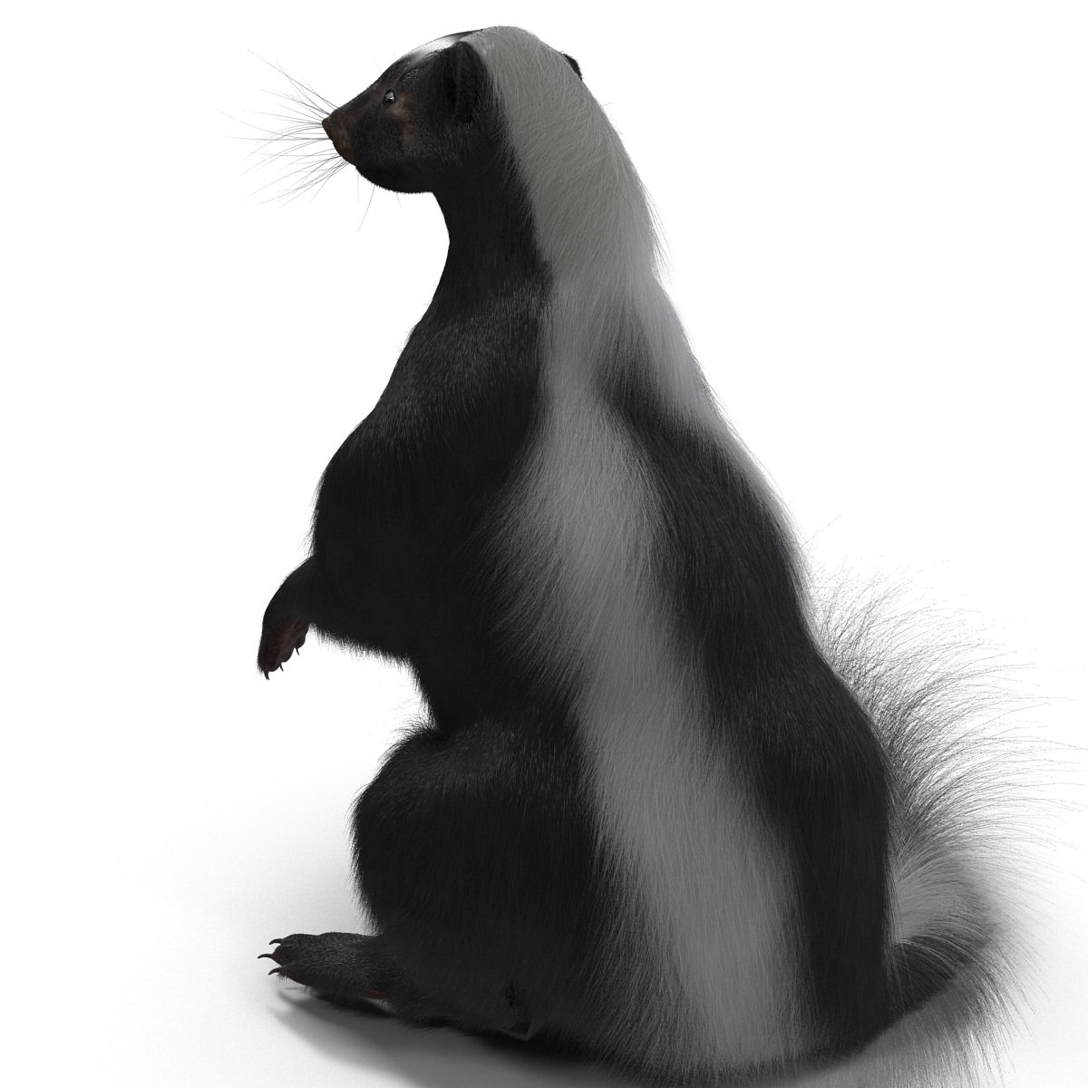 skunk rigged fur 3d max