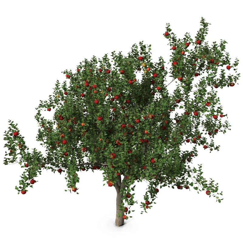 3d apple tree model