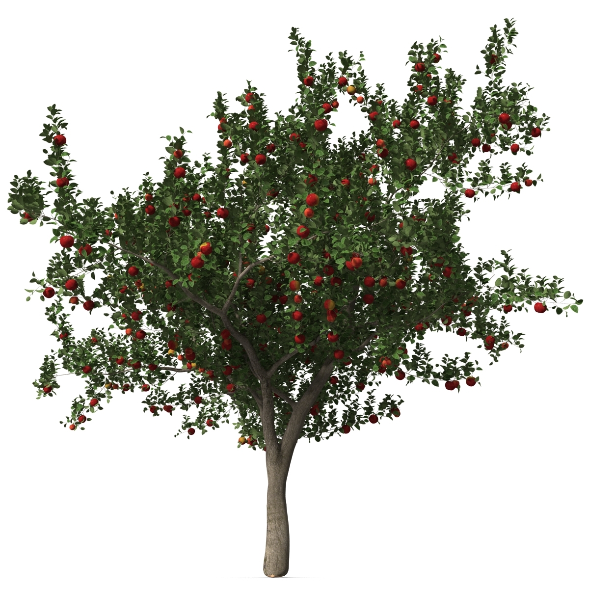 3d apple tree model