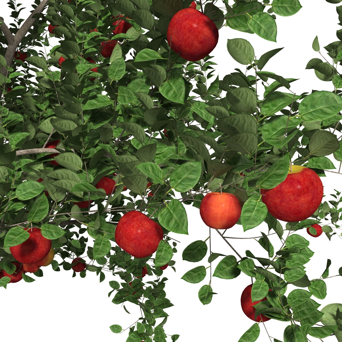 3d apple tree model