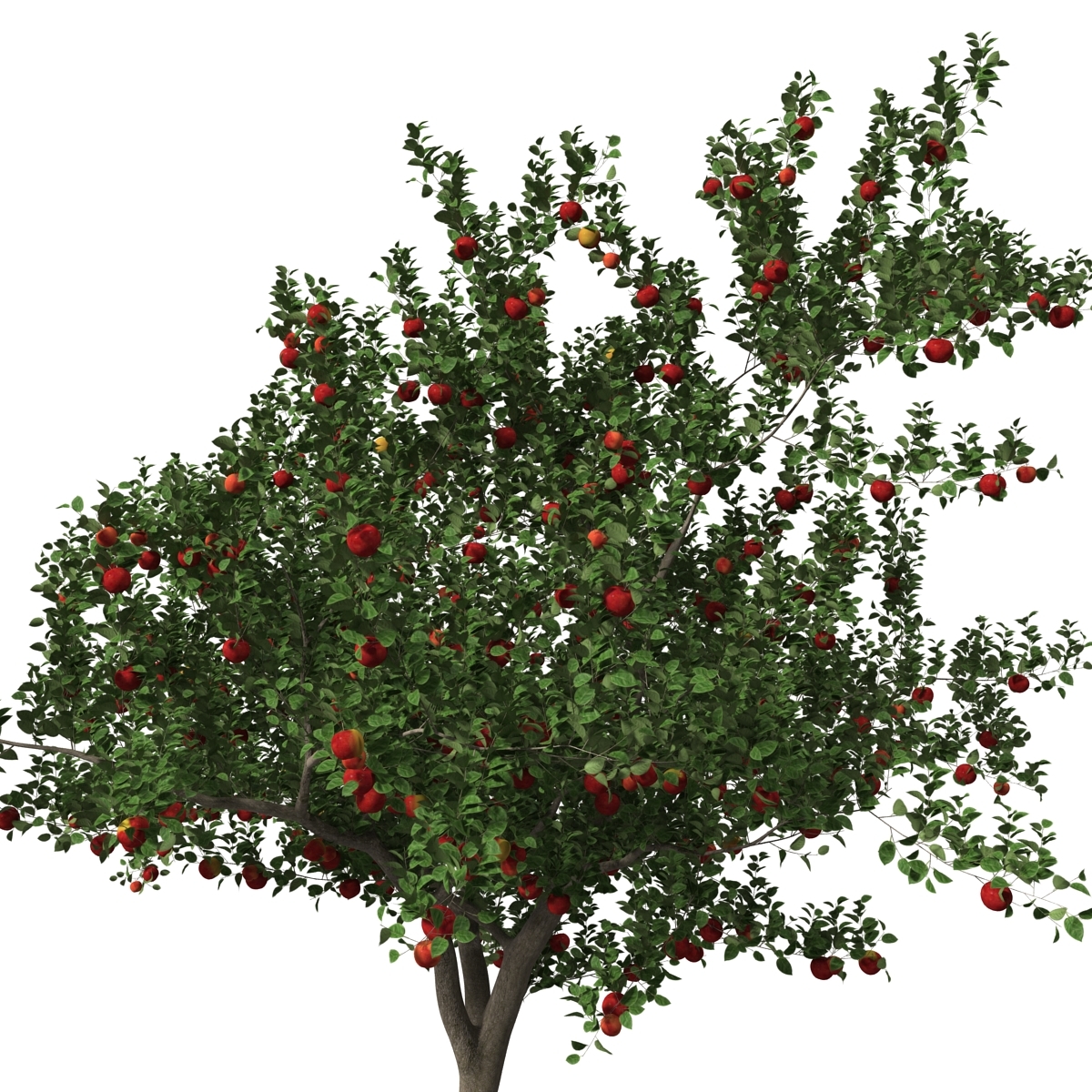 3d apple tree model