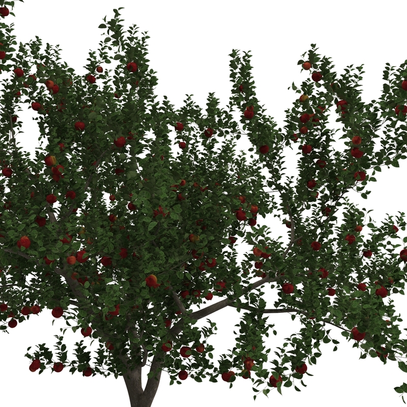 3d apple tree model
