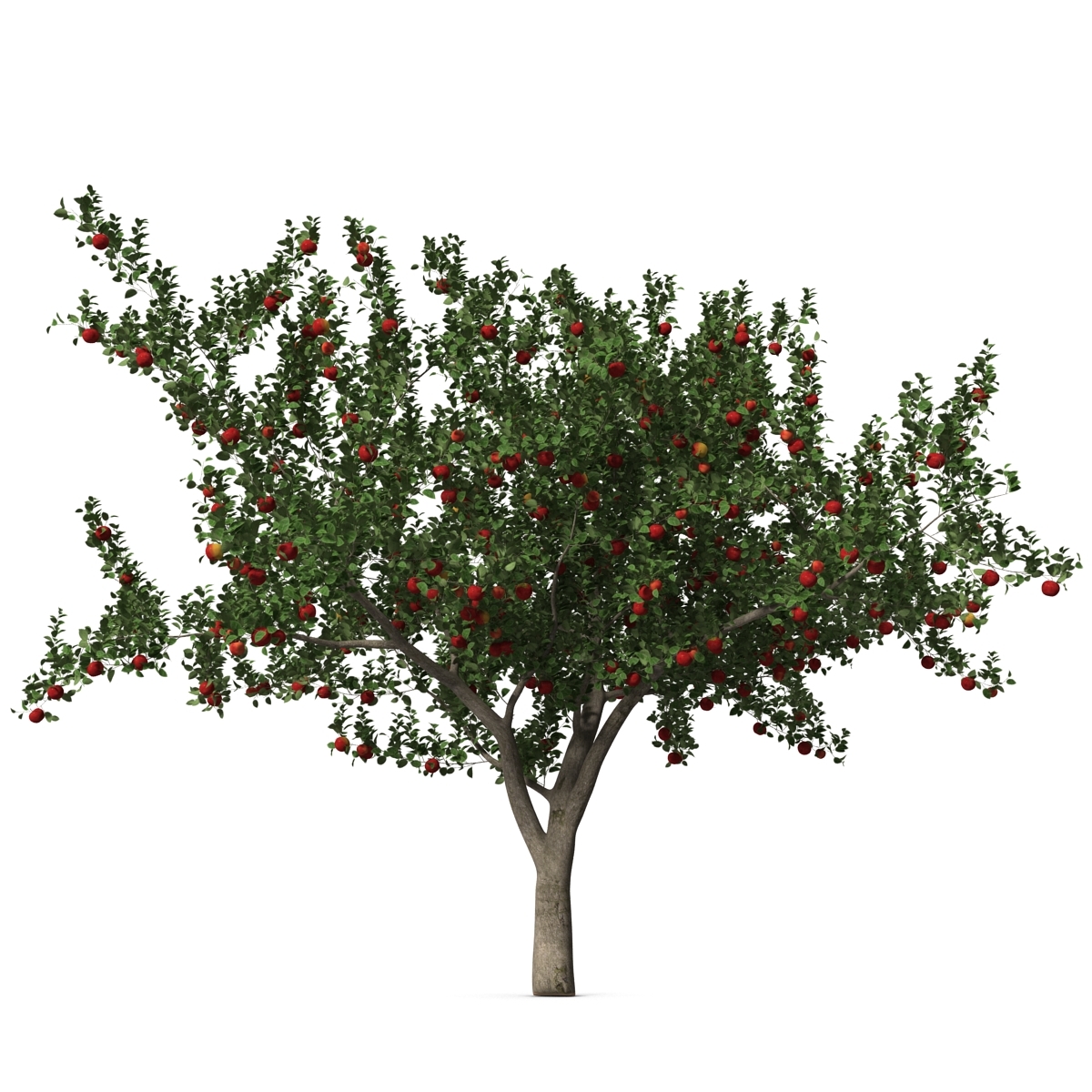3d apple tree model