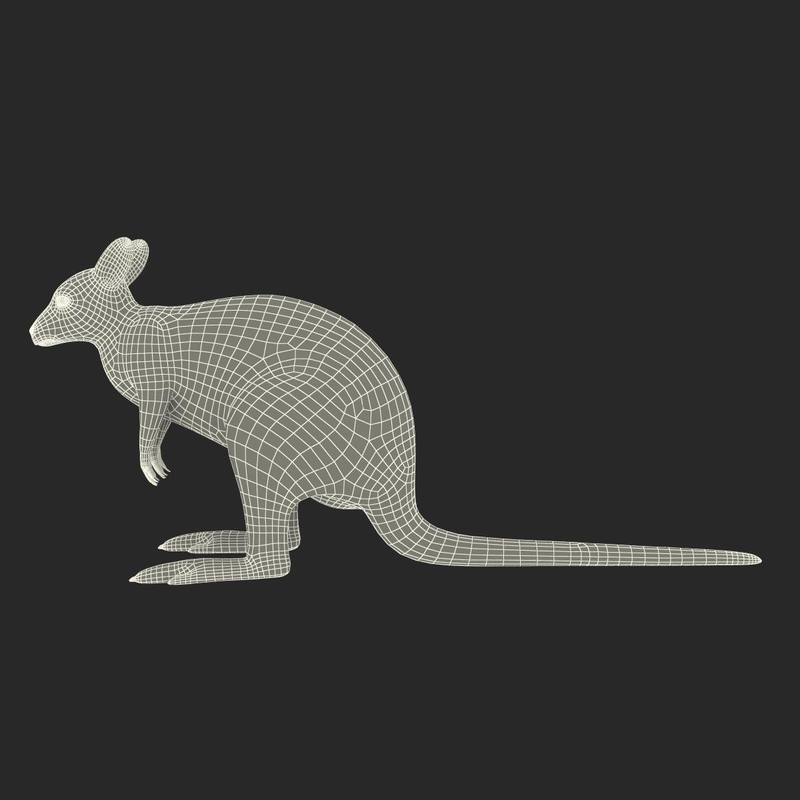 3ds max wallaby