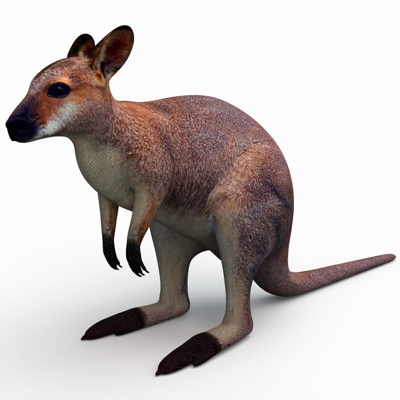 3ds max wallaby