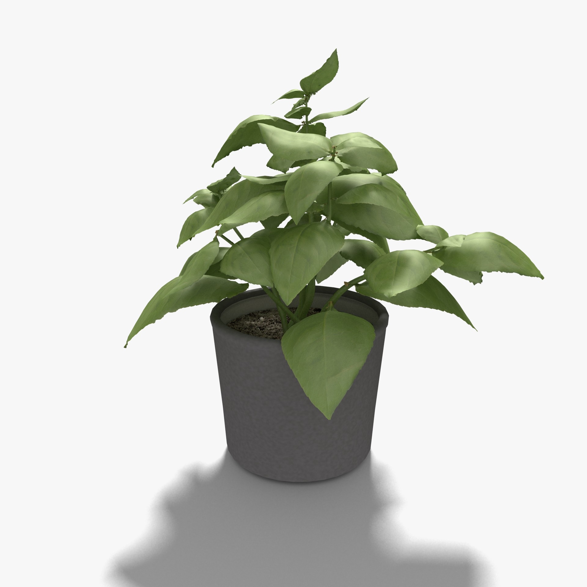 plnt pot obj