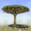 3d african tree