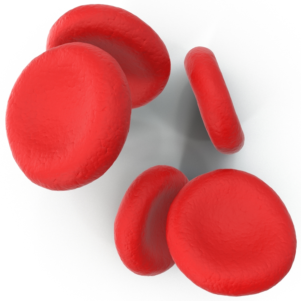 3d model red blood cell