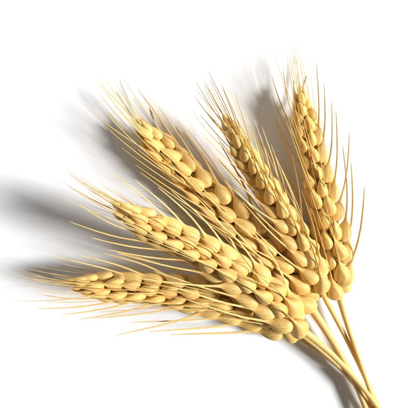 wheat 3d model