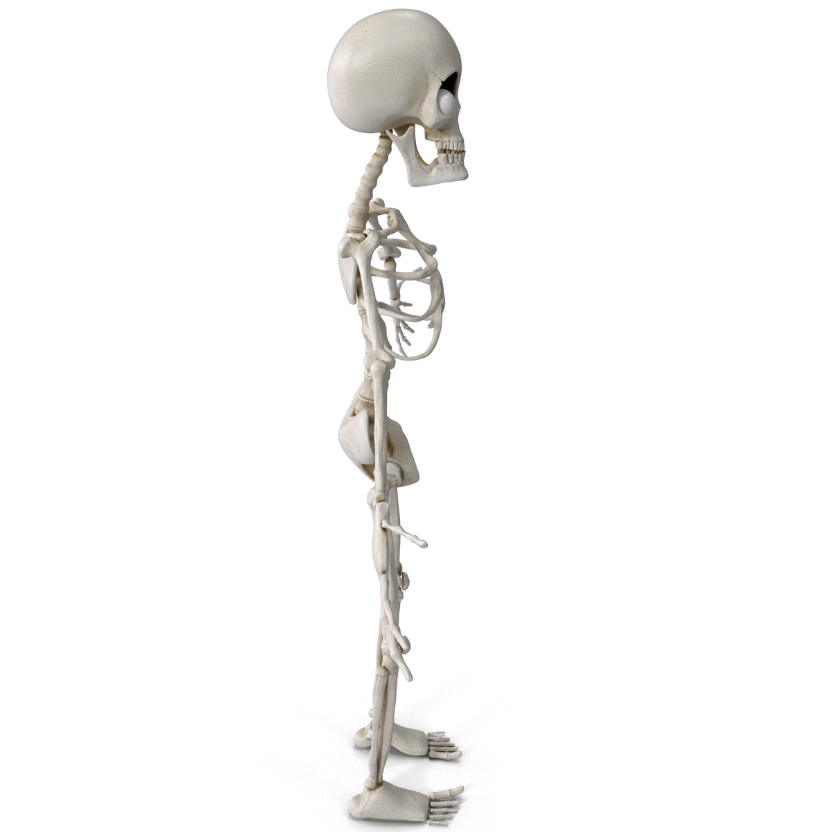 3d cartoon skeleton