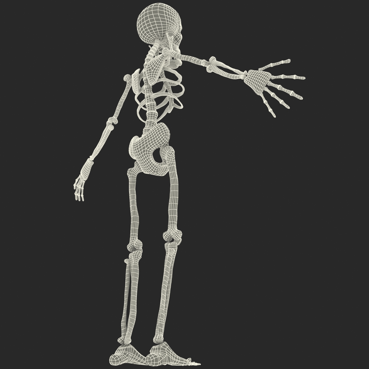 3d cartoon skeleton