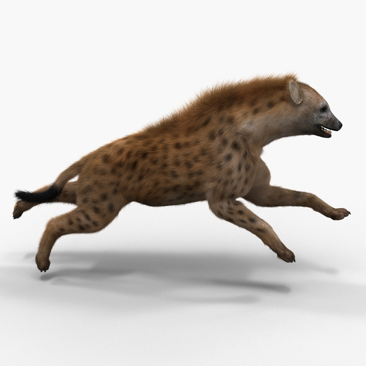 hyena pose 2 fur 3d model