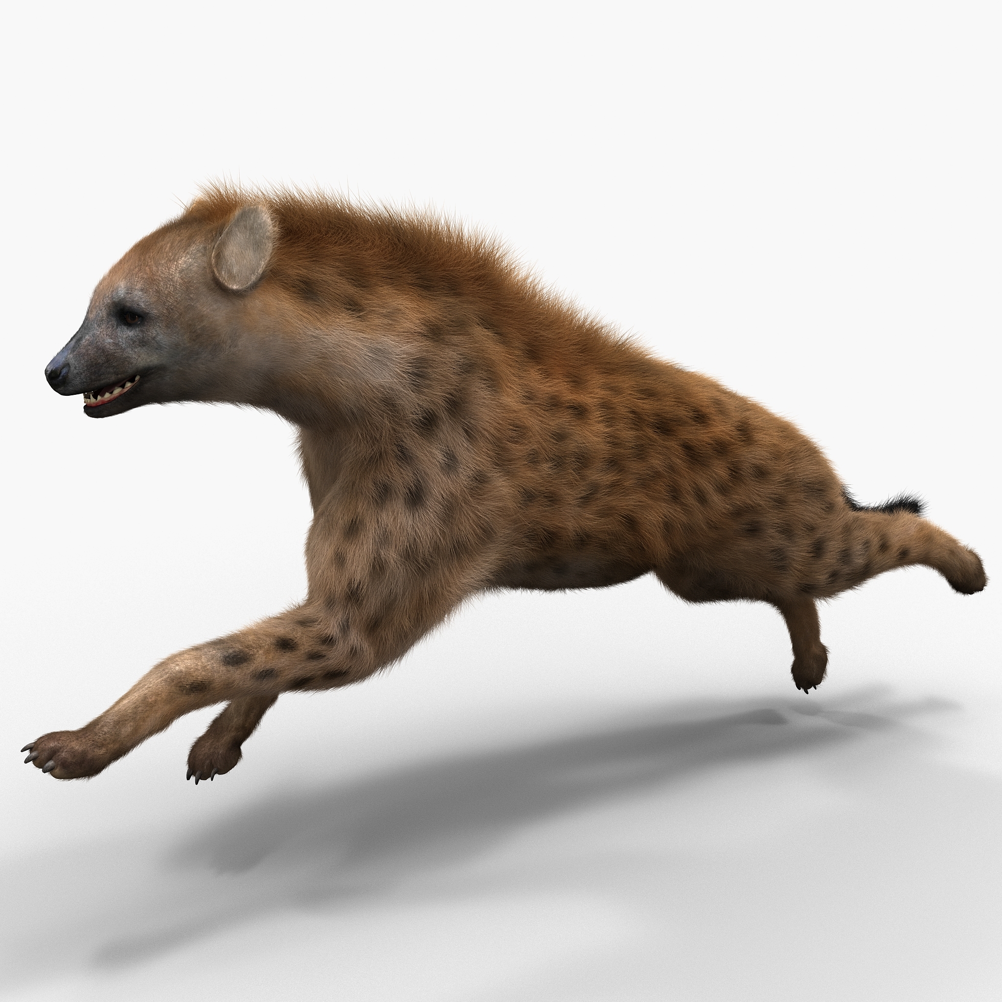 hyena pose 2 fur 3d model