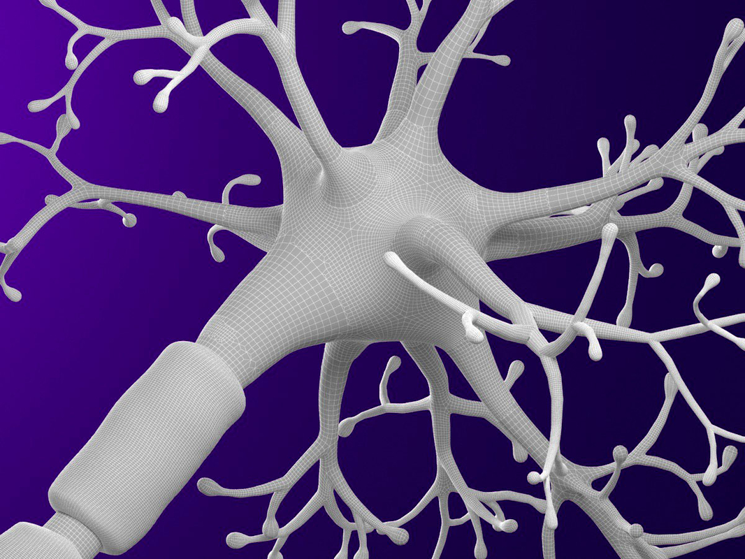 neuron 3d max