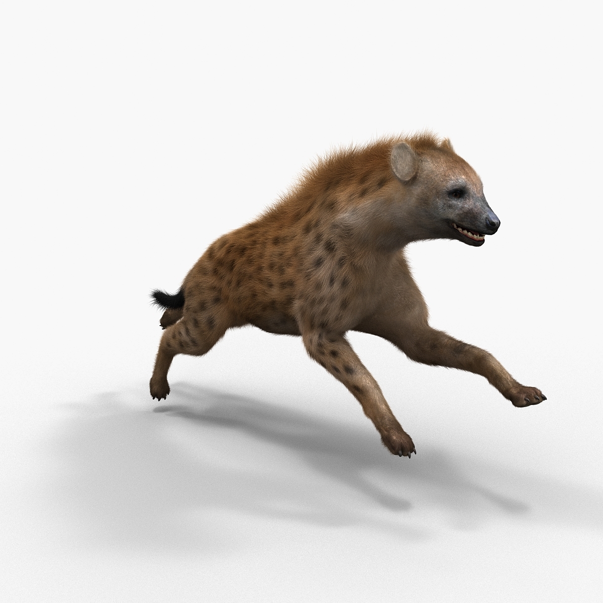 hyena pose 2 fur 3d model
