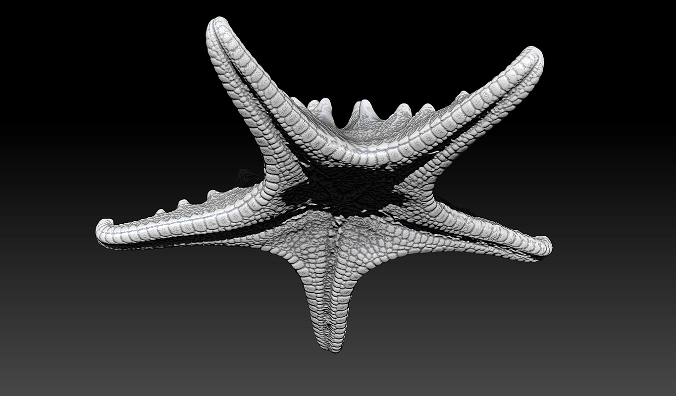 3d starfish marine invertebrates model