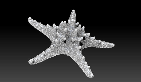 Sea Star 3D Models for Download | TurboSquid