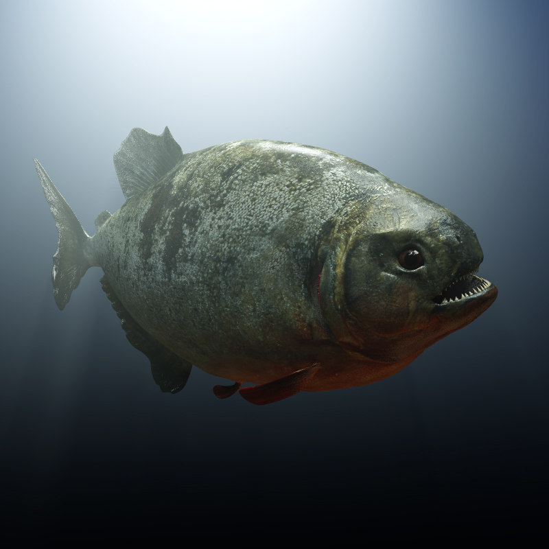 3d scary predator fish