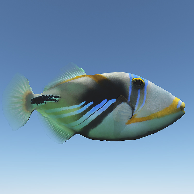 3d obj realistic triggerfish vue trigger