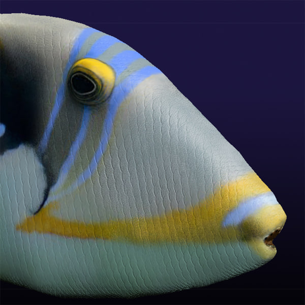 3d obj realistic triggerfish vue trigger