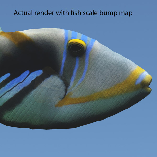 3d obj realistic triggerfish vue trigger