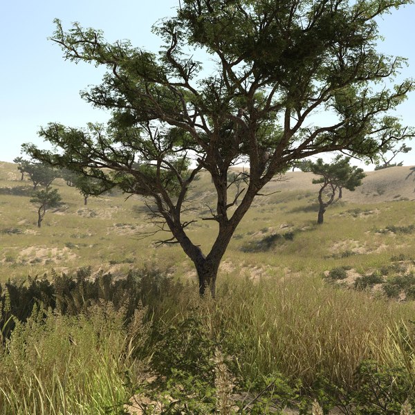 acacia trees max