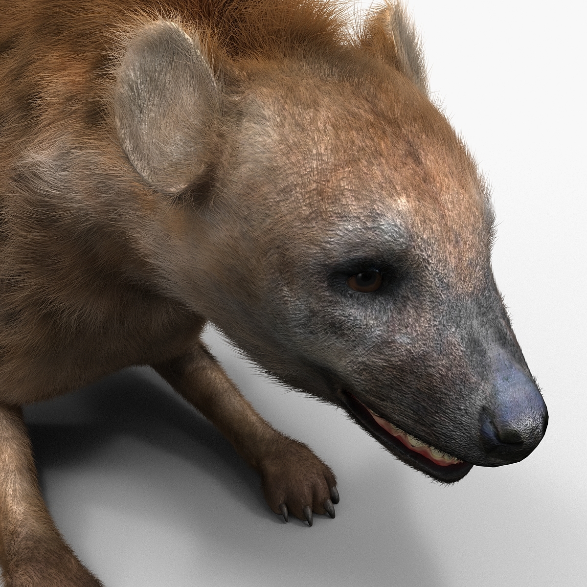 3d hyena pose 5 fur model