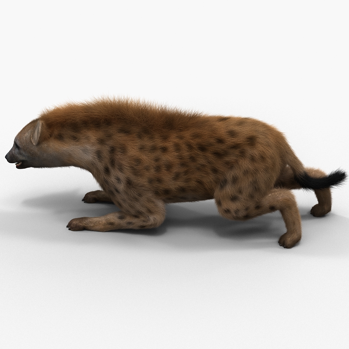 3d hyena pose 5 fur model