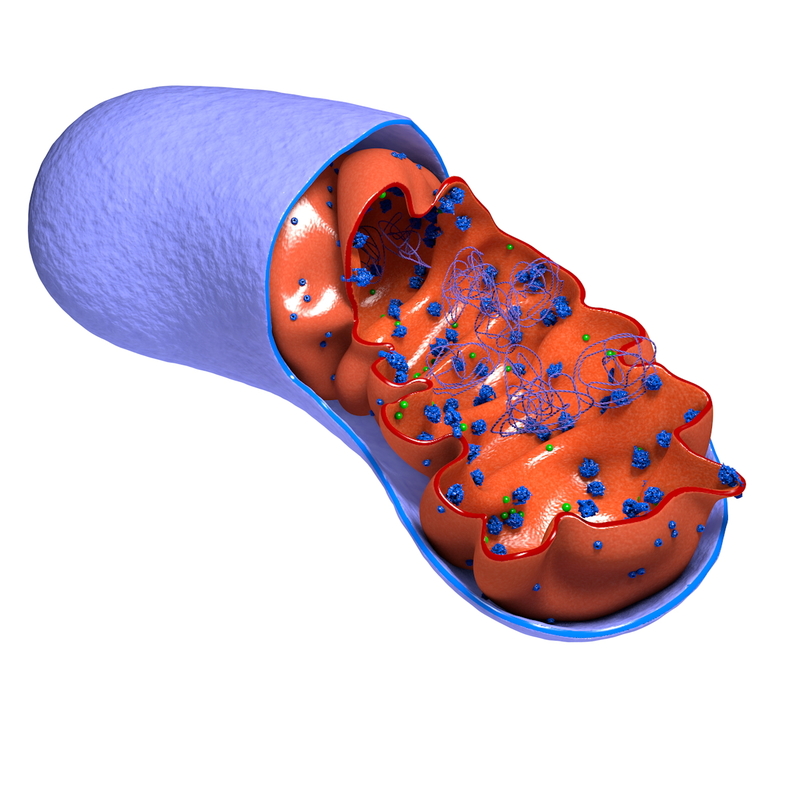 3d mitochondrion cells