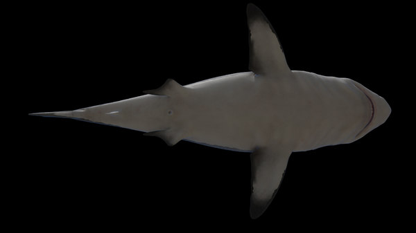 3d white shark rigged