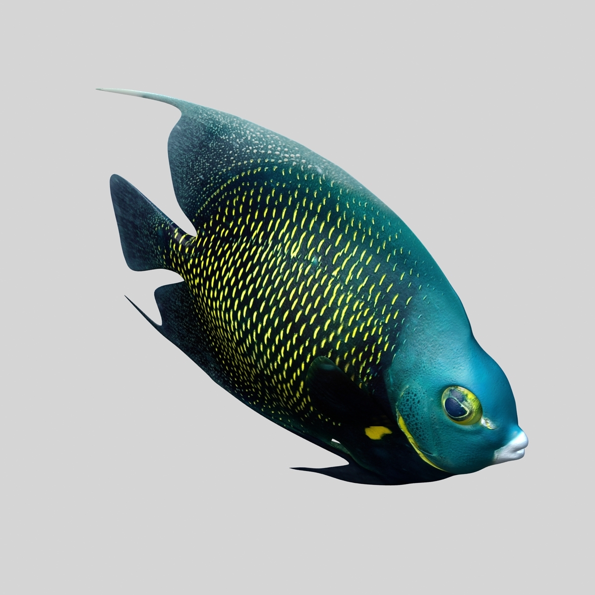 tropical fish 3d model