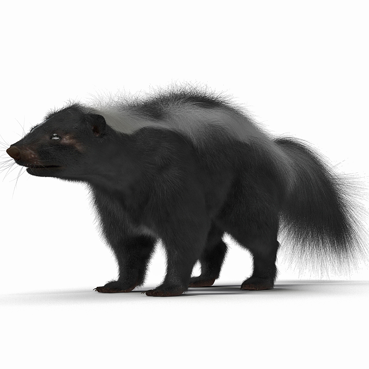3d Skunk Fur