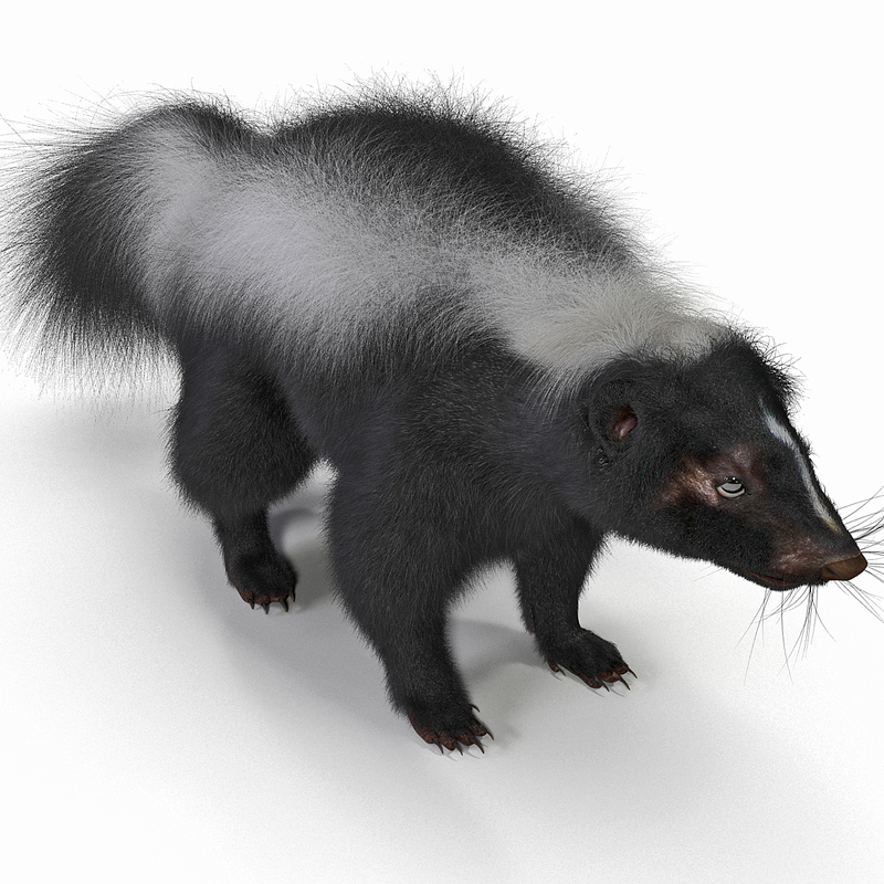 3d Skunk Fur