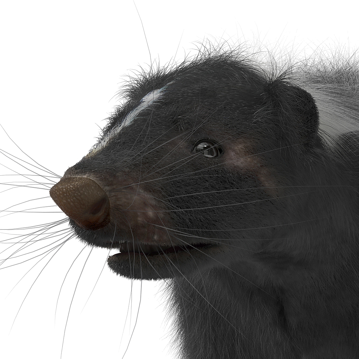 3d Skunk Fur