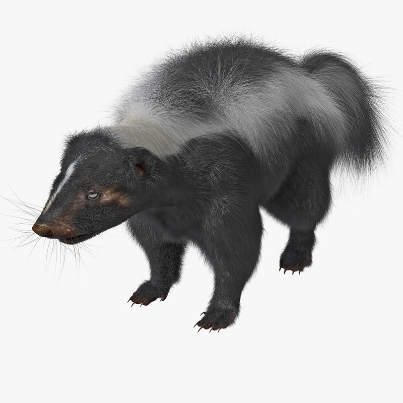 3d skunk fur