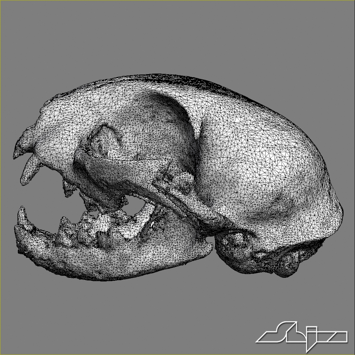 3d c skull scan model