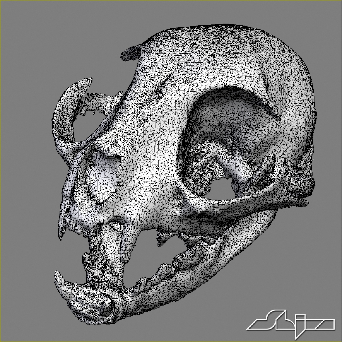 3d c skull scan model