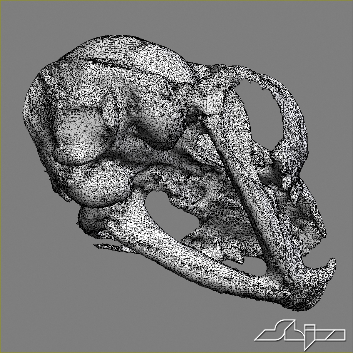 3d c skull scan model