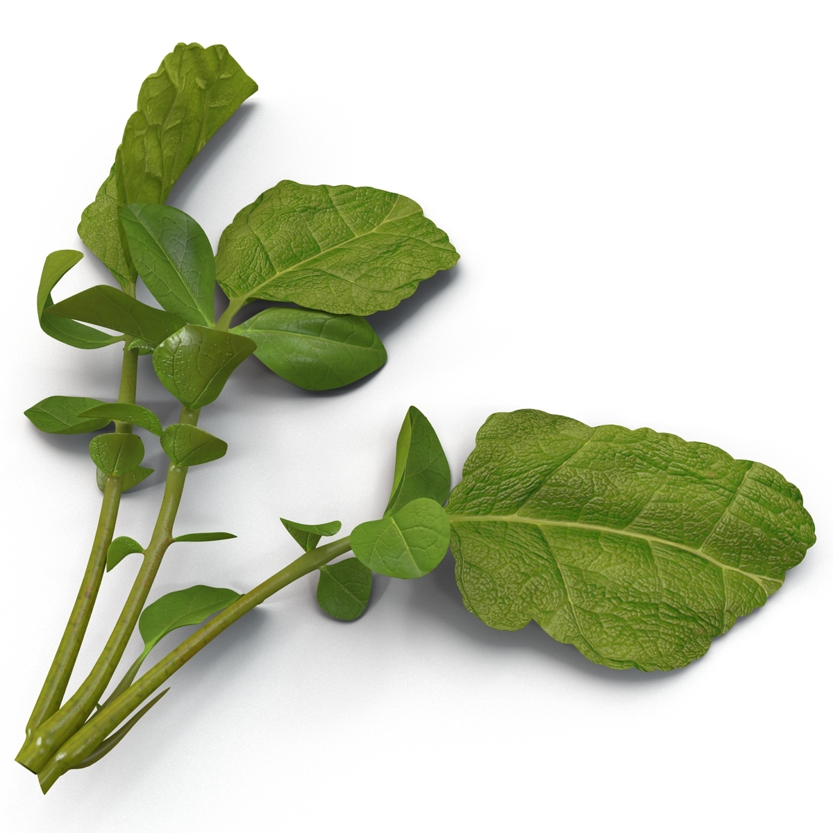 3ds radish leaves