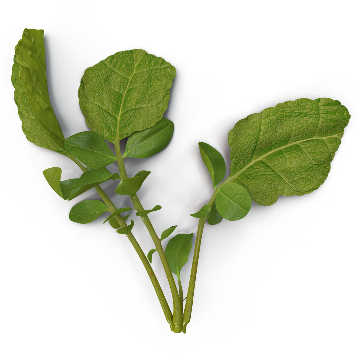 3ds radish leaves