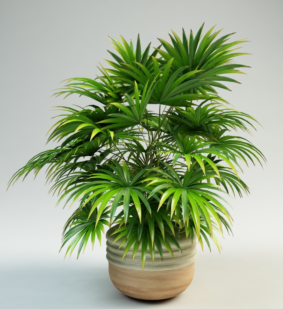 3d lady palm