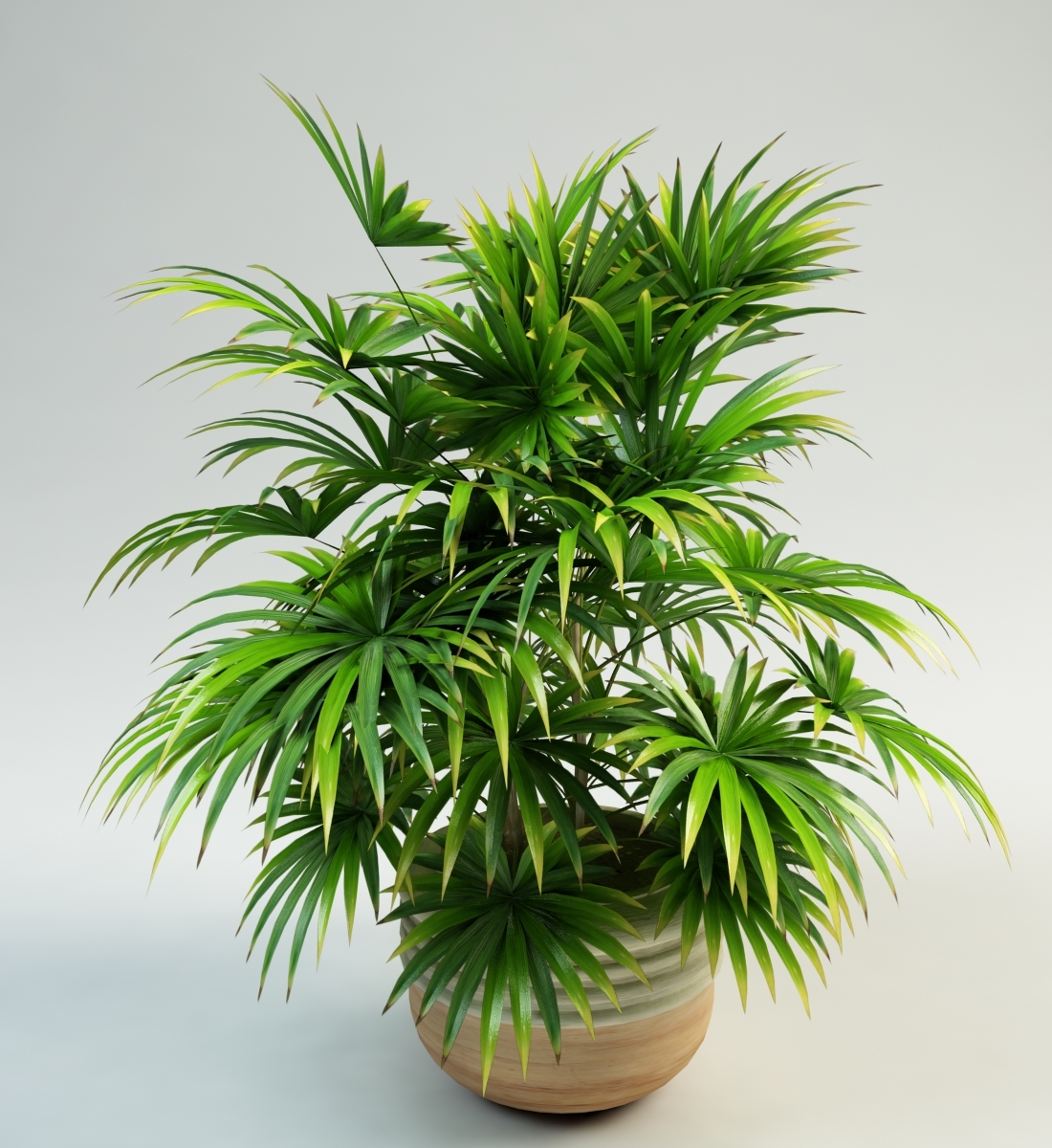 3d lady palm