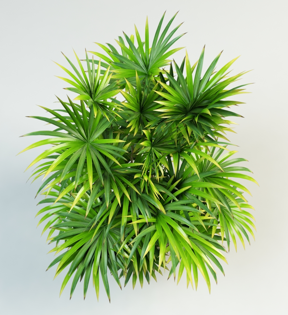 3d lady palm