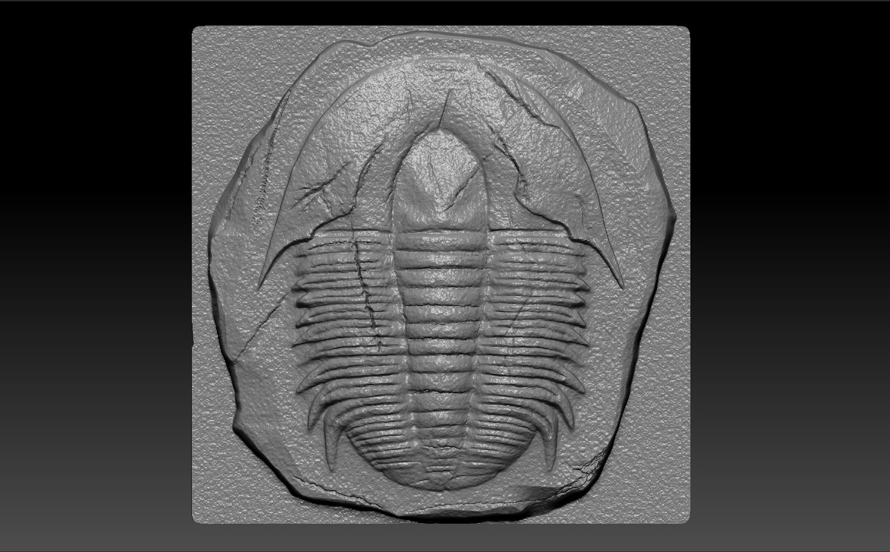 trilobite 3d model