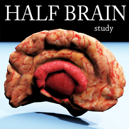 3d model of half brain