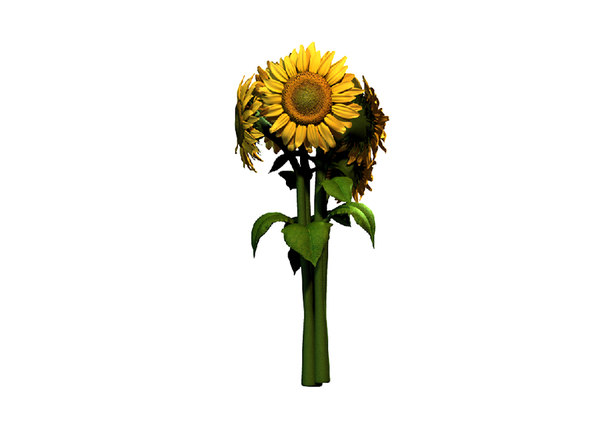 Sunflower 3D Models for Download | TurboSquid