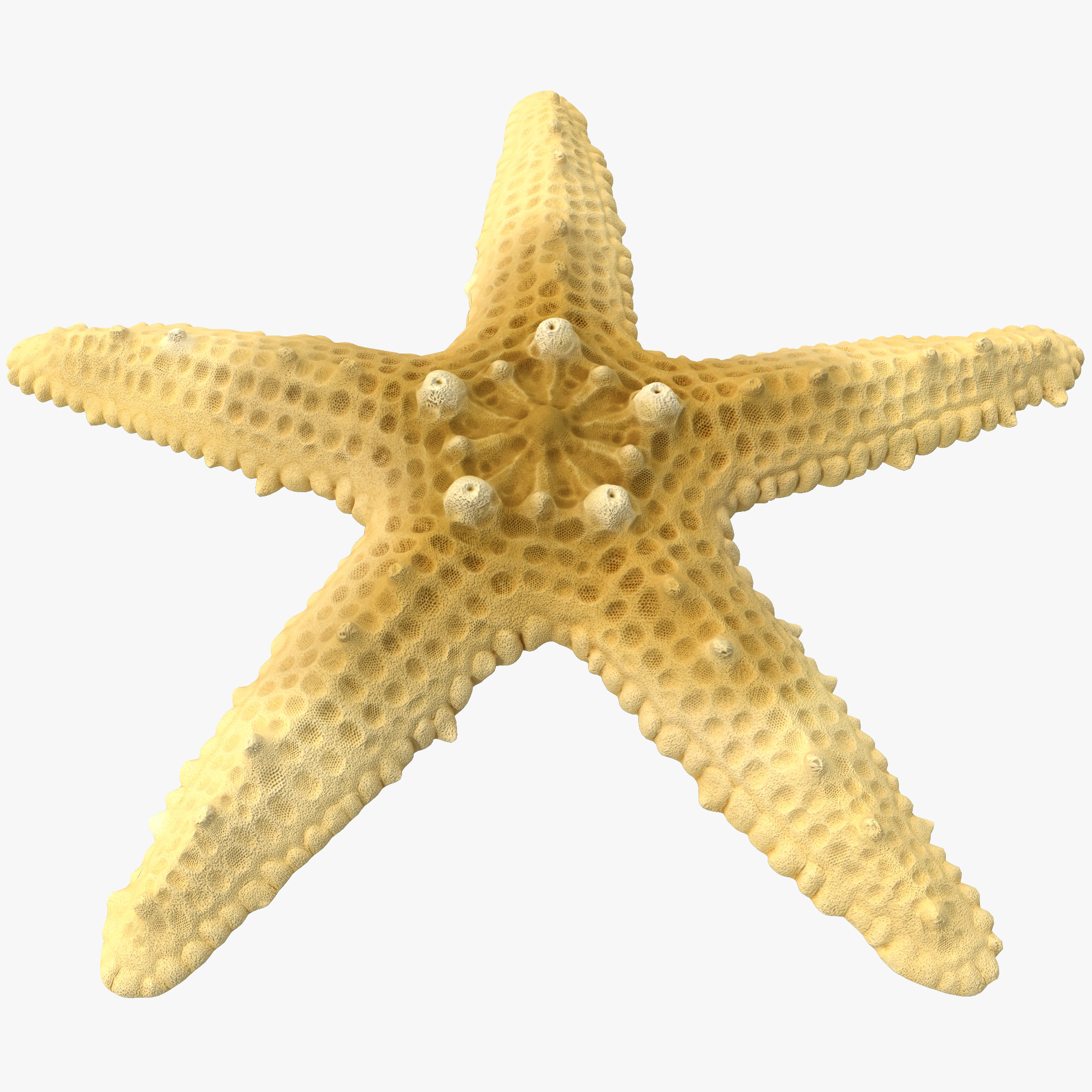 sea star 3d max